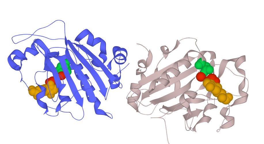 S. marcescens nuclease
